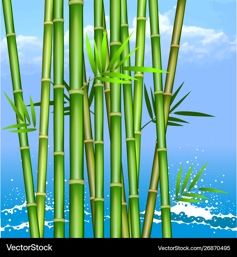 Bamboo Royalty Free Vector Image - VectorStock