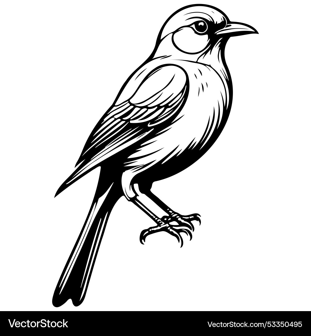 Drawing bird monochrome outline realistic Vector Image