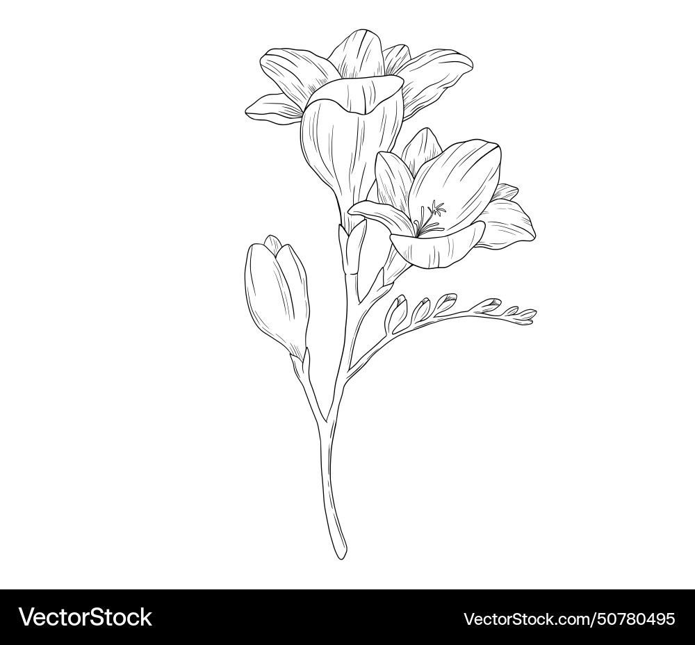 Hand drawn freesia flower branch Royalty Free Vector Image