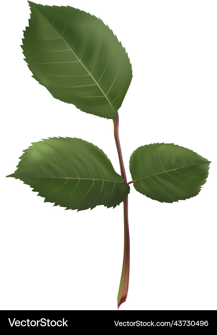 Realistic rose leaves Royalty Free Vector Image