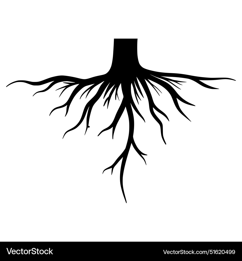 Doodle sketch style of tree root Royalty Free Vector Image