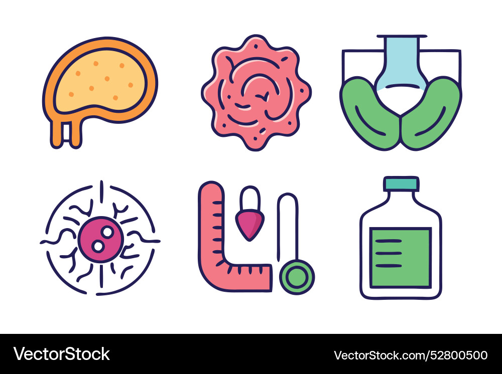 Digestion Intestine Stomach And Probiotics Vector Image