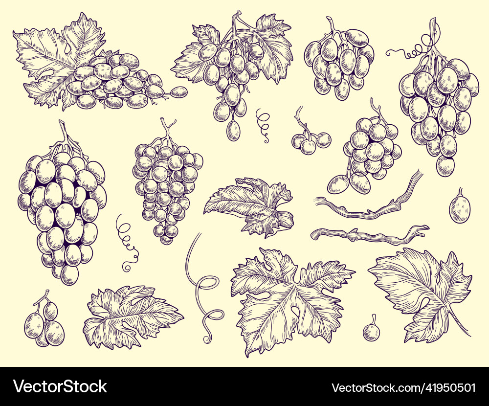 Grapes set vineyard collection wine Royalty Free Vector