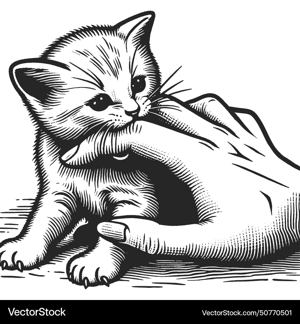 Kitten bites hand engraving sketch Royalty Free Vector Image