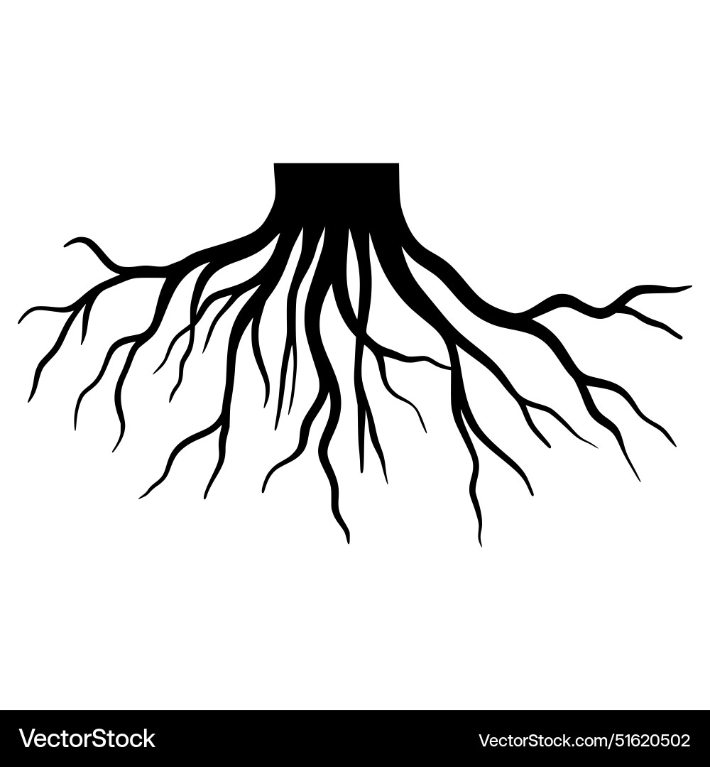 Doodle sketch style of tree root Royalty Free Vector Image