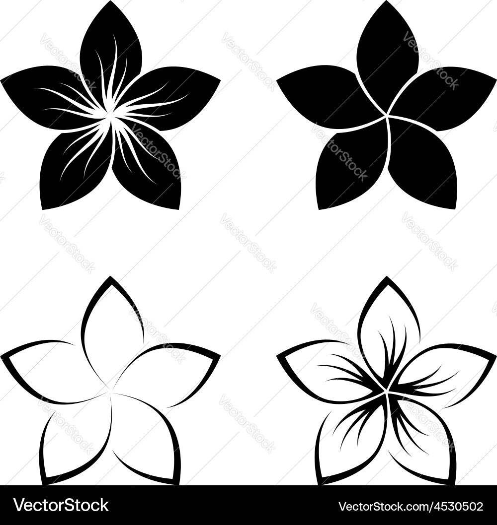 Plumeria Frangipani Vector Images (over 3,600)