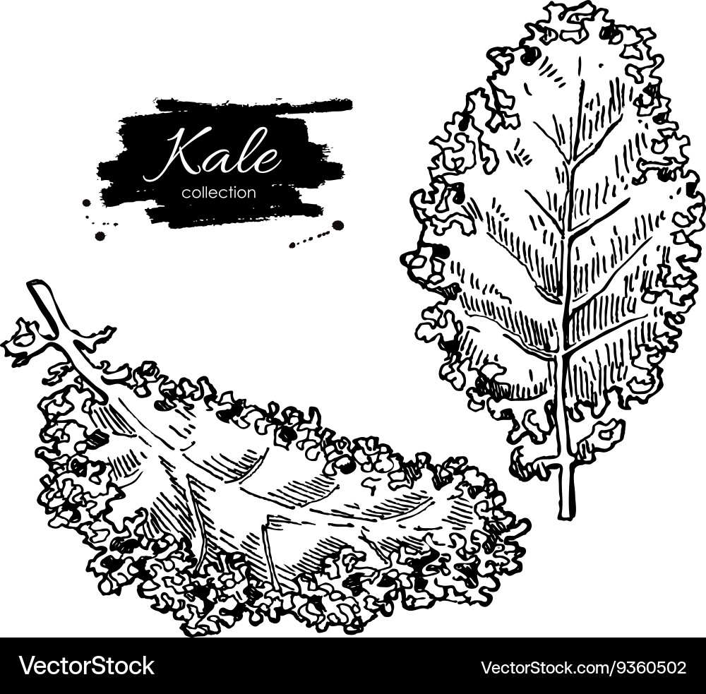 Kale hand drawn set vegetable engraved Royalty Free Vector
