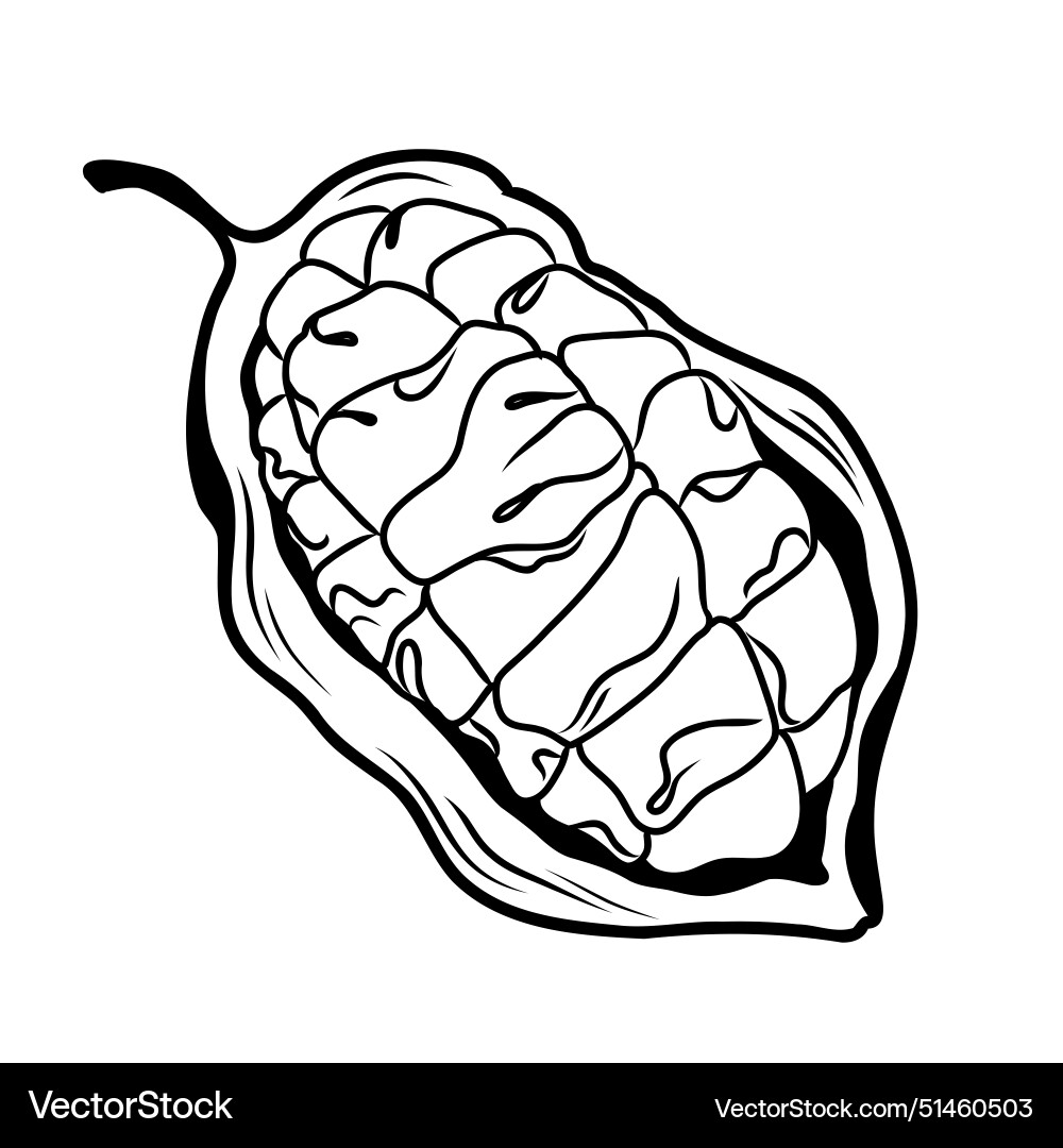 Cut cocoa bean fruit line isolated on white Vector Image