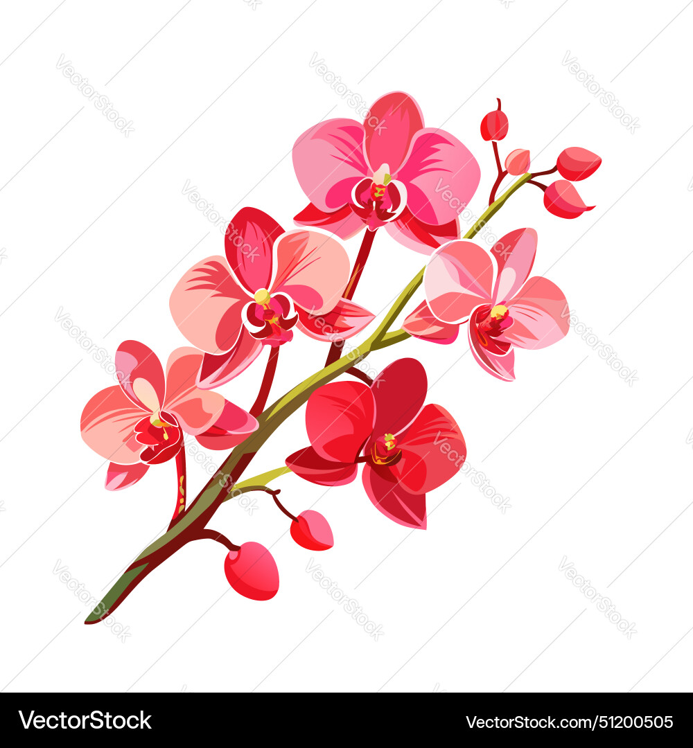 Flower exotic red orchid branch Royalty Free Vector Image