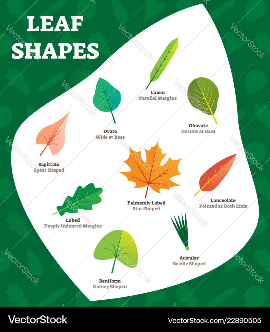 Labeled Leaf Shapes - Kids Learning Royalty Free Vector