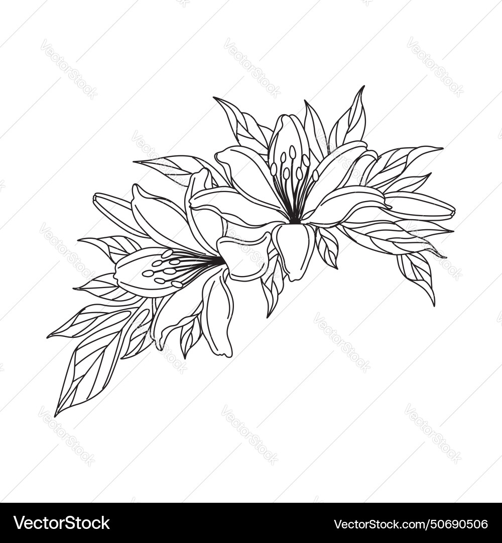 Lily flowers bunch linear drawing Royalty Free Vector Image