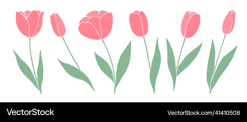 Set of pink tulips Royalty Free Vector Image - VectorStock