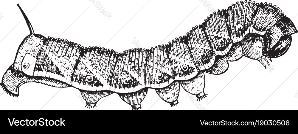 Vintage Caterpillar Line Drawing Royalty Free Vector Image