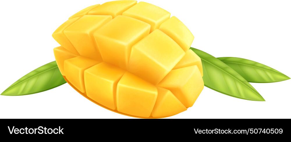 Mango realistic Royalty Free Vector Image - VectorStock