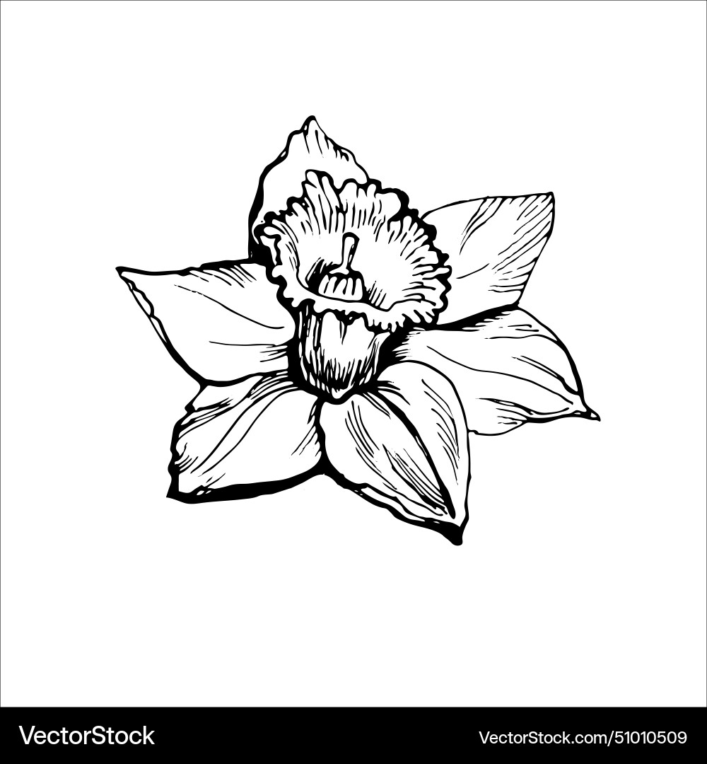 Outline hand drawn daffodil flower full bloom Vector Image
