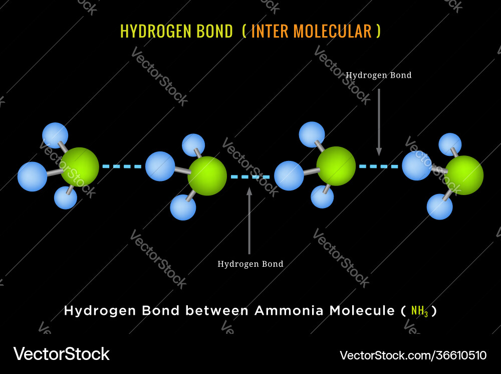 Hydrogen bond inter molecular Royalty Free Vector Image
