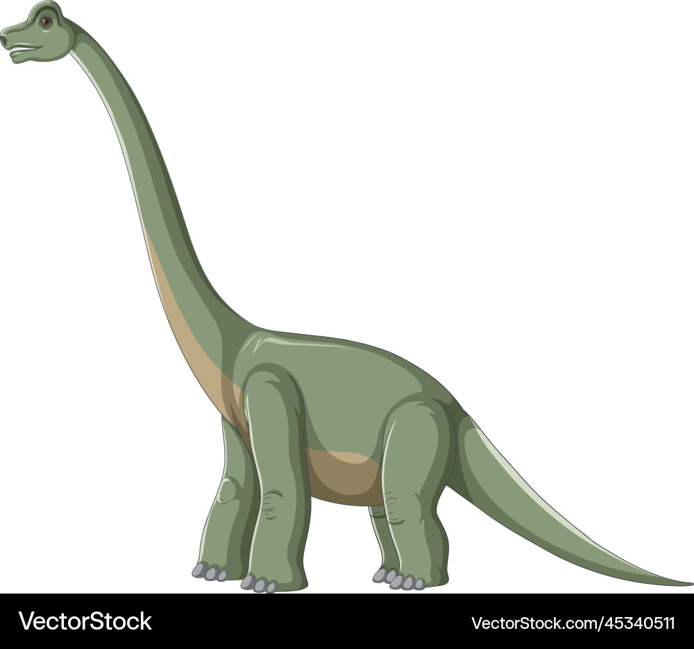 Brachiosaurus isolated on white background Vector Image
