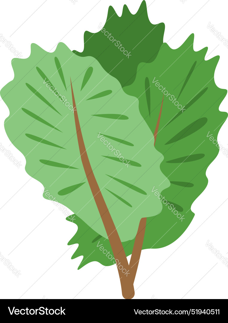 Green lettuce leaves growing on white background Vector Image