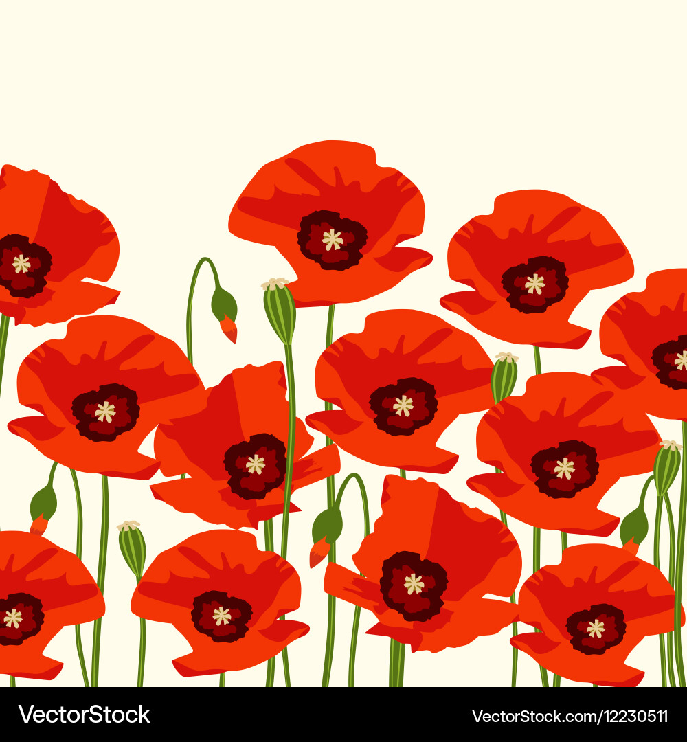 Poppy flowers Royalty Free Vector Image - VectorStock