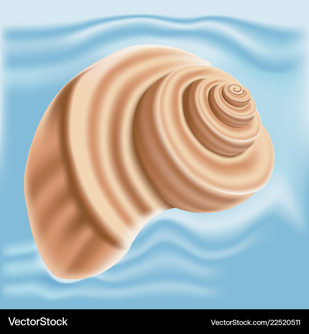 Sea shell isolated Royalty Free Vector Image - VectorStock