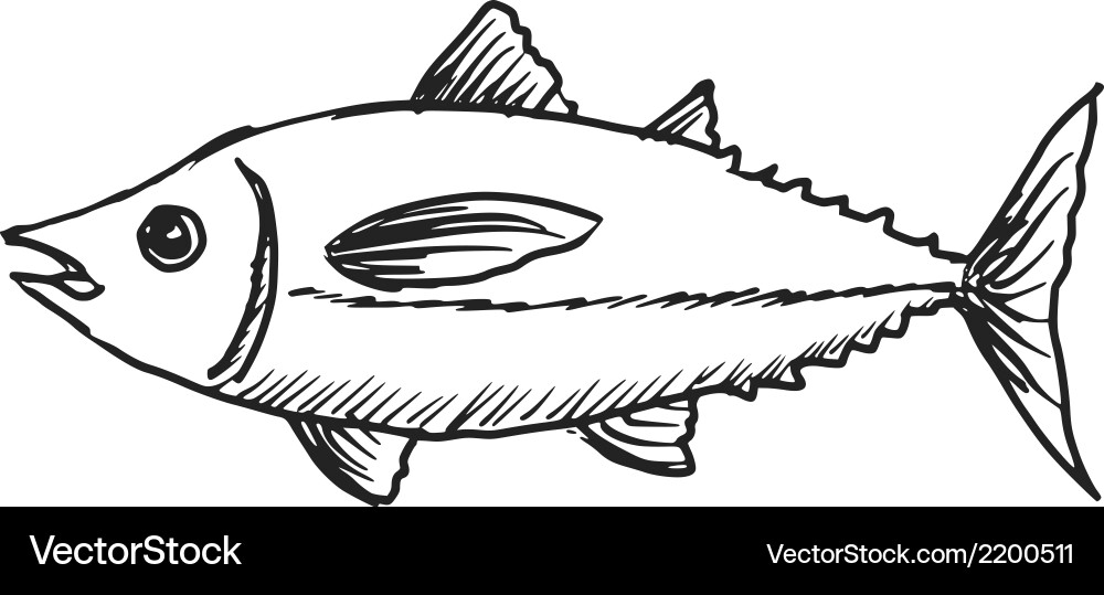 Tuna Royalty Free Vector Image - VectorStock