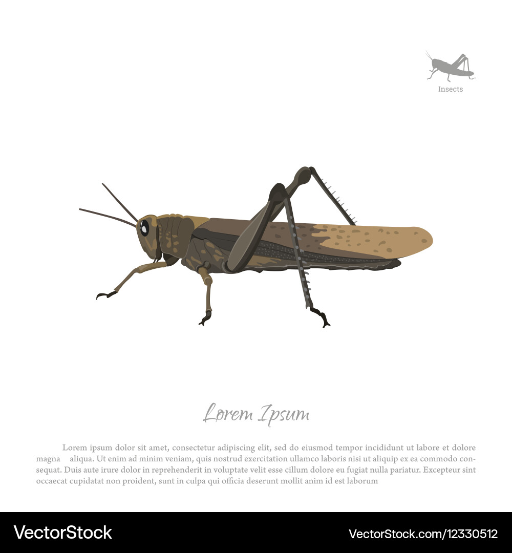 Locust on white background image grasshopper Vector Image