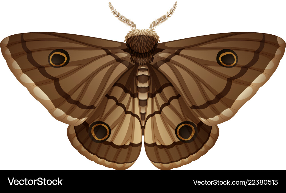 Moth closeup white background Royalty Free Vector Image