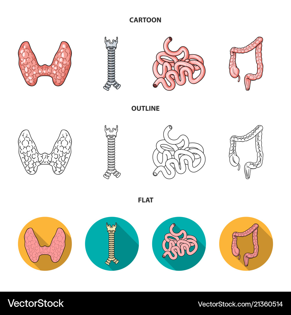 Thyroid gland spine small intestine large Vector Image