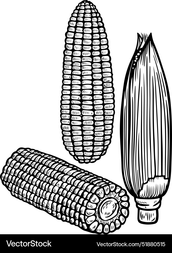 Corn Line Drawing