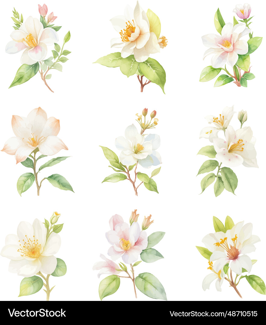 Watercolor Ranunculus Flower Set Royalty Free Vector Image