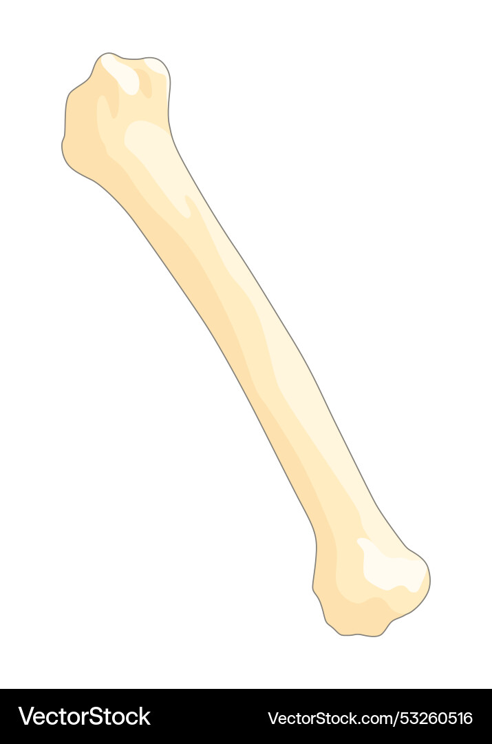 Bones type skeleton educational anatomical Vector Image
