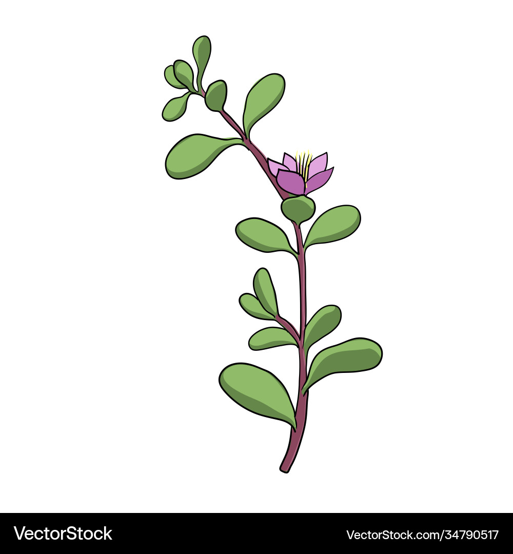 Drawing shoreline purslane Royalty Free Vector Image