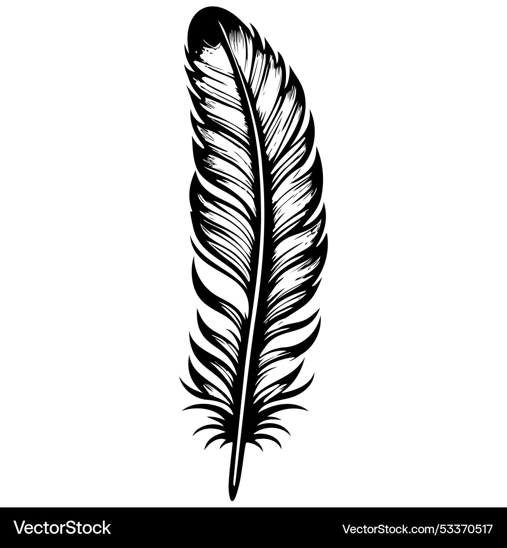 Vintage feather hand drawn line transparent Vector Image