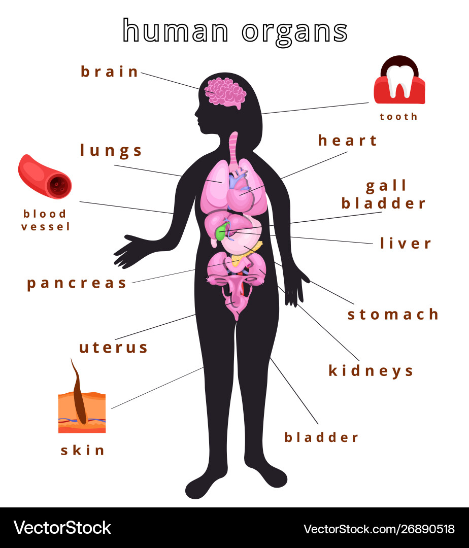 Human body organs Royalty Free Vector Image - VectorStock