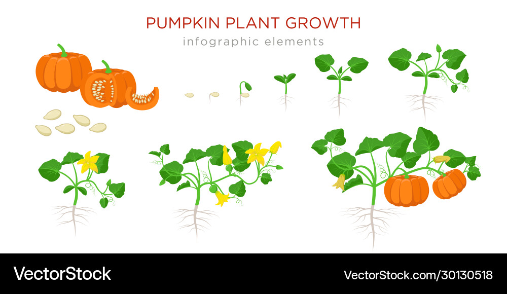 Pumpkin plant growth stages infographic elements Vector Image