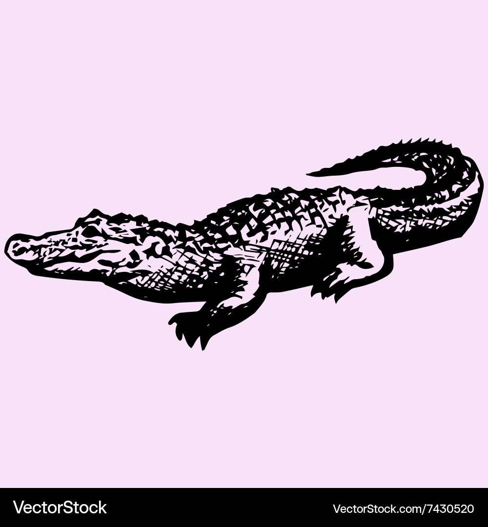 Crocodile alligator Royalty Free Vector Image - VectorStock