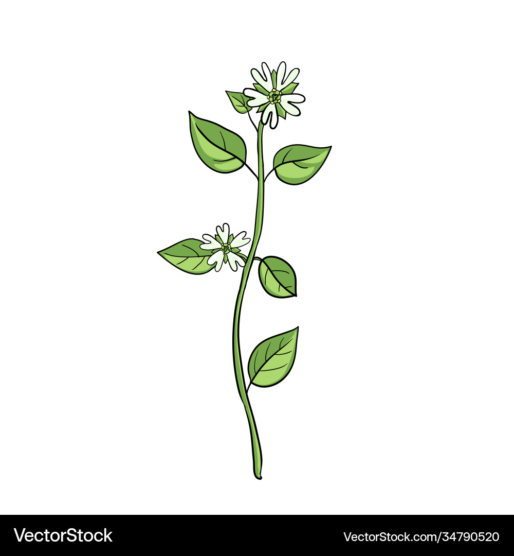Drawing chickweed Royalty Free Vector Image - VectorStock