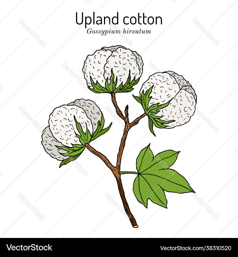 Gossypium Hirsutum - Cotton Plant Royalty Free Vector Image