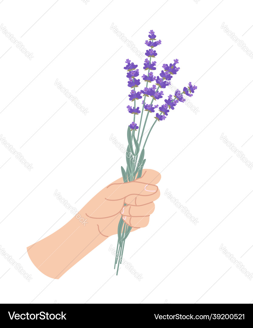 Female hand holding bunch of blooming lavender Vector Image