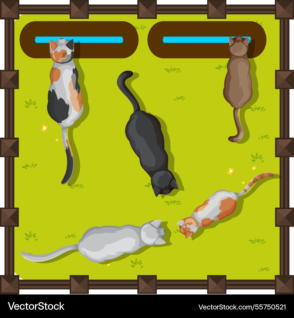 Five cats wandering in a grassy enclosed area Vector Image