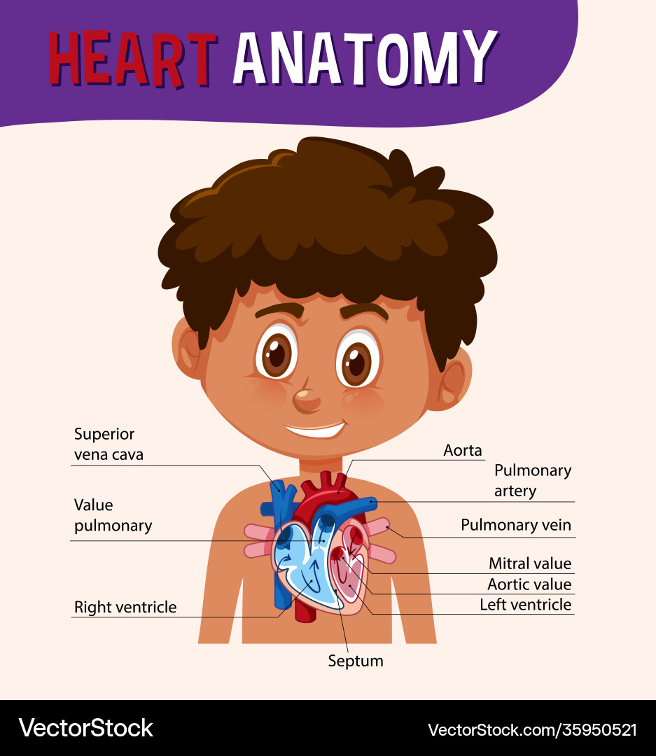 Information poster human heart diagram Royalty Free Vector