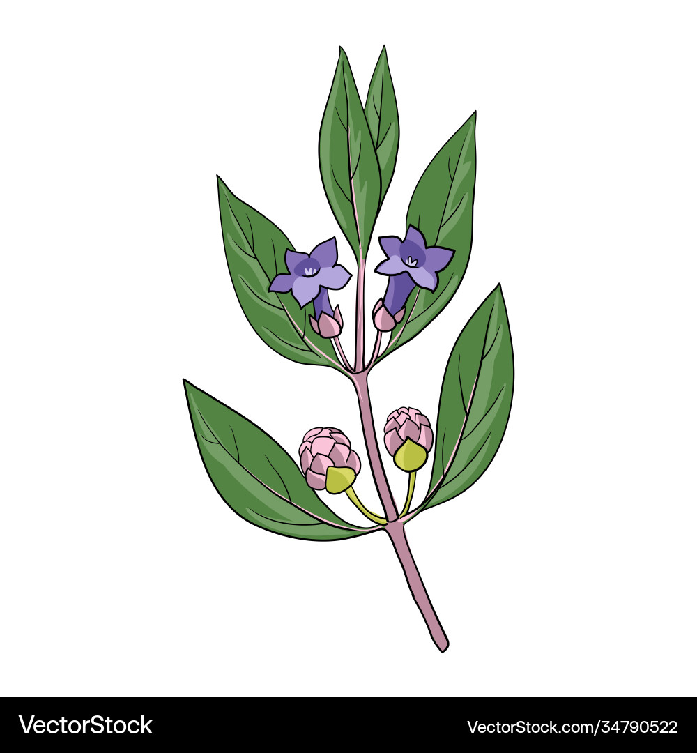 Drawing karvy Royalty Free Vector Image - VectorStock