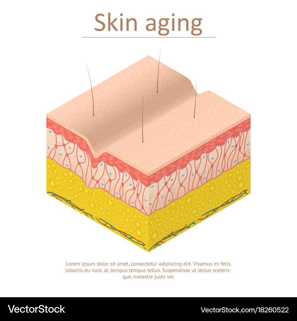 Skin aging card poster isometric view Royalty Free Vector