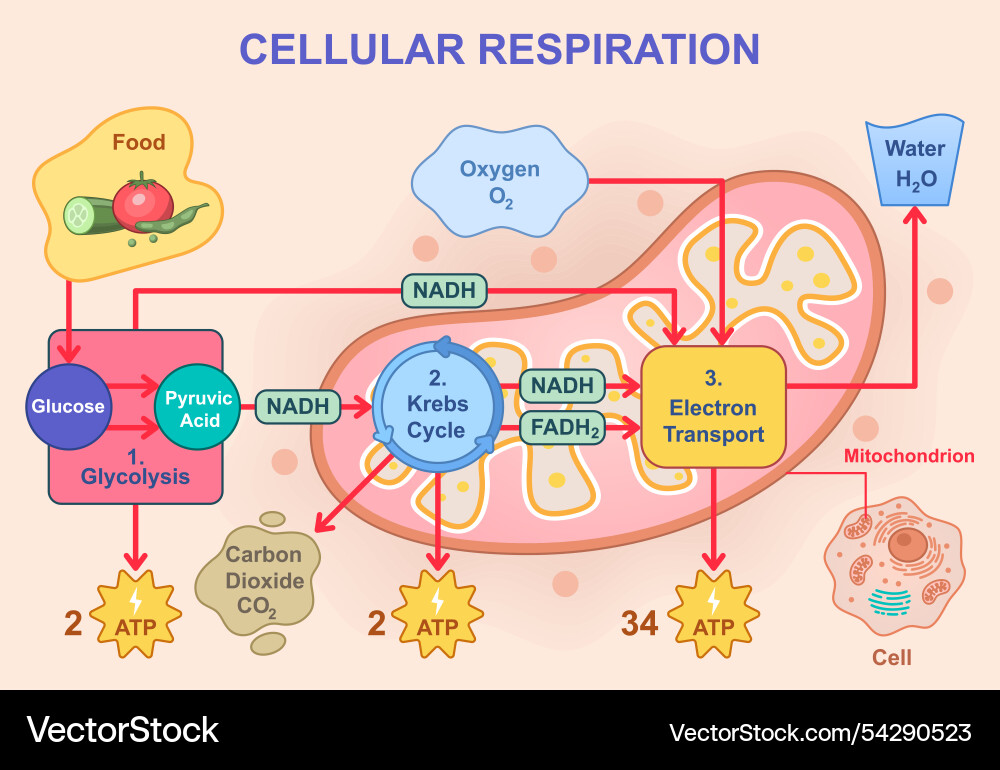 Cellular respiration Royalty Free Vector Image