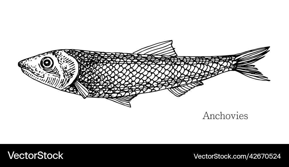 Anchovies fish hand drawn realistic Royalty Free Vector