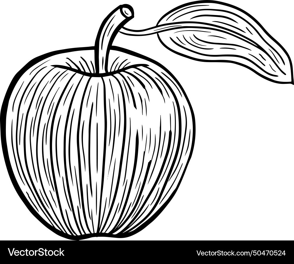 Apple fruit hand drawn engraved sketch drawing Vector Image