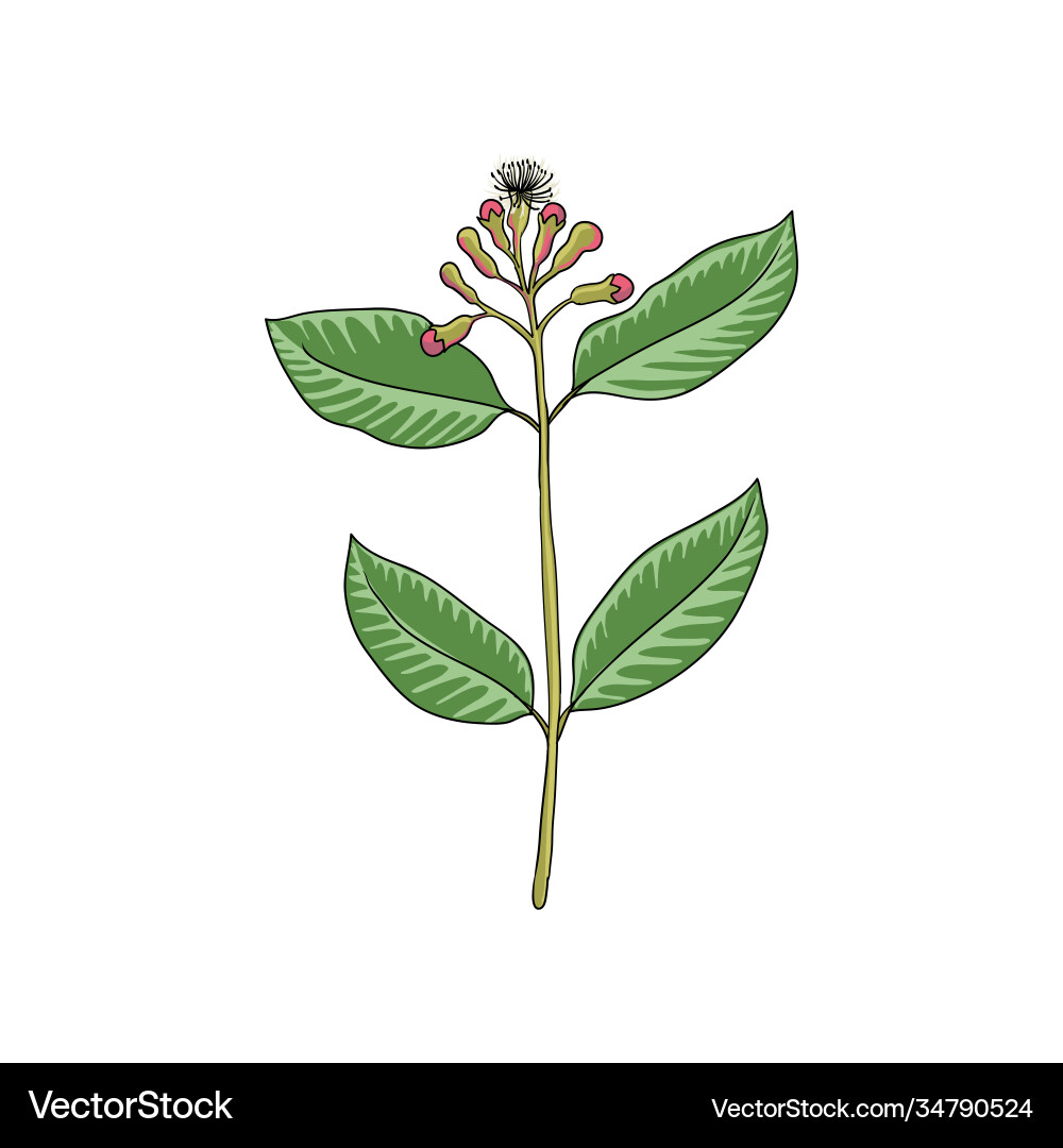 Clove Plant Drawing Royalty Free Vector Image - VectorStock
