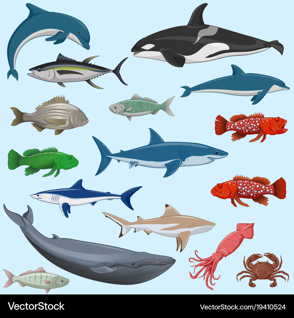 Diverse Sea Animals Collection Royalty Free Vector Image