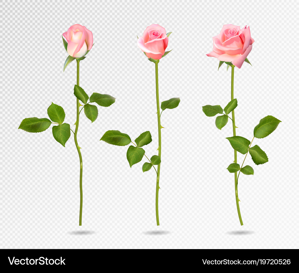 Realistic pink rose set three 3d roses Royalty Free Vector