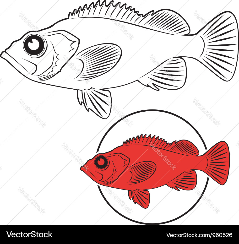 Sea bass Royalty Free Vector Image - VectorStock